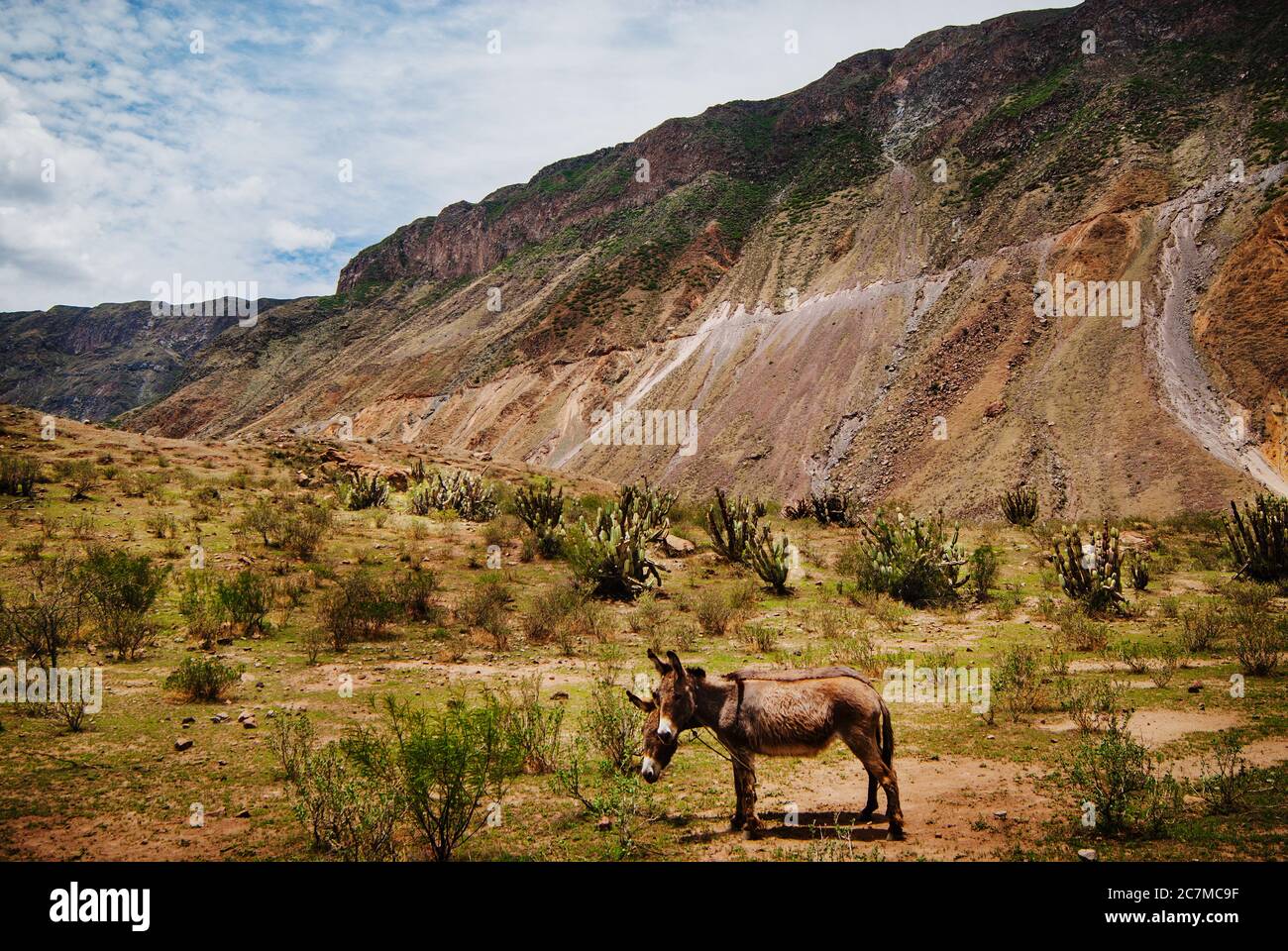 Donkeys in Colca Canyon, Peru, South America Stock Photo - Alamy
