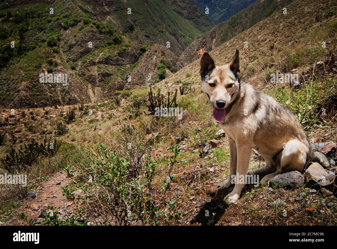Peru dog hi-res stock photography and images - Alamy