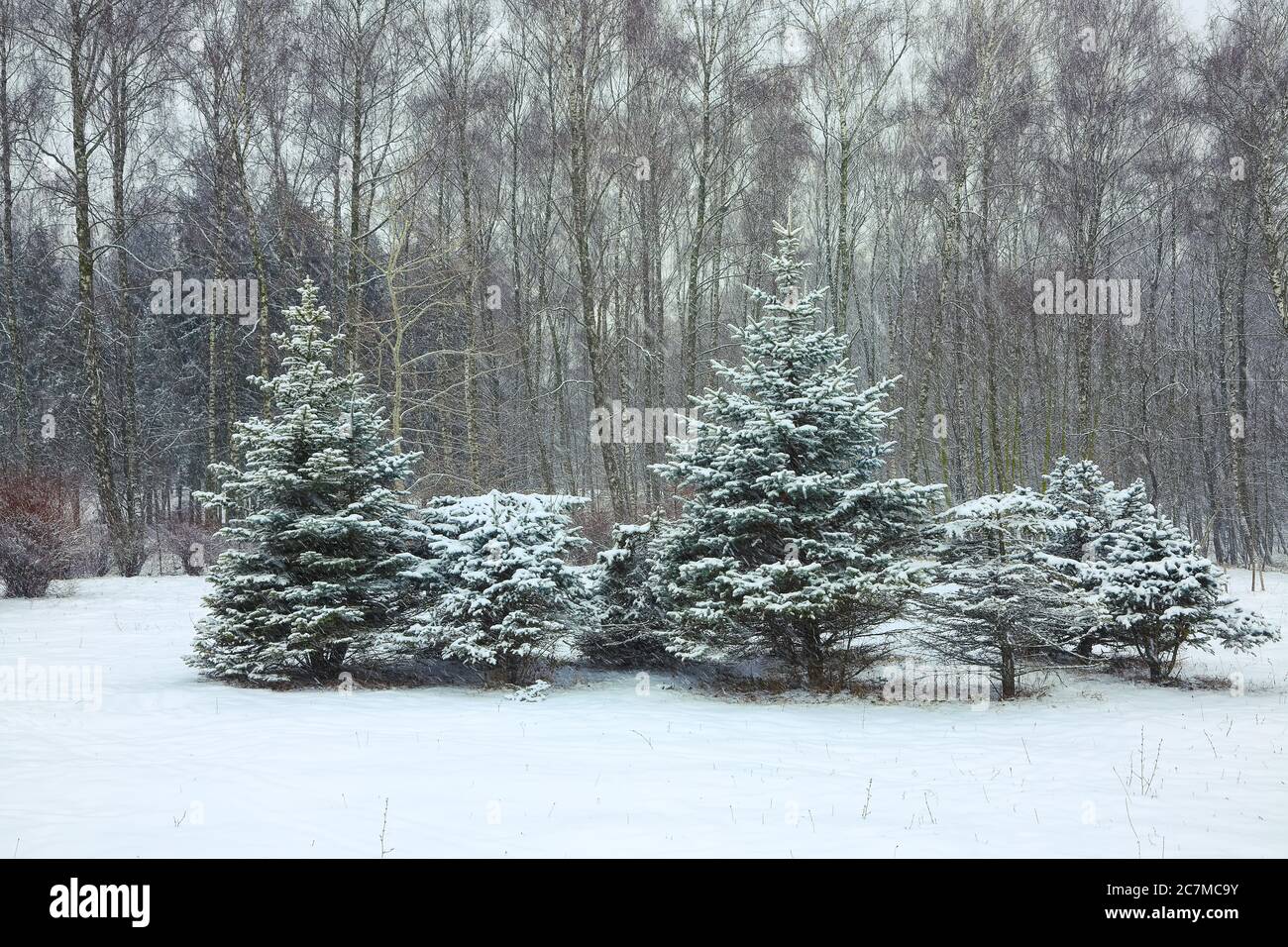 Christmas trees covered with snow in the city park. Snow storm Stock ...