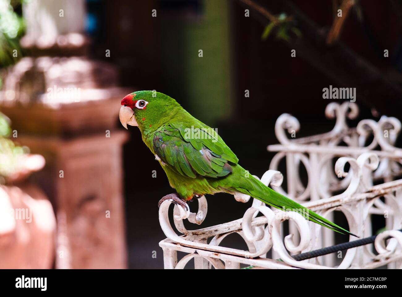 Green parakeet hi-res stock photography and images - Alamy