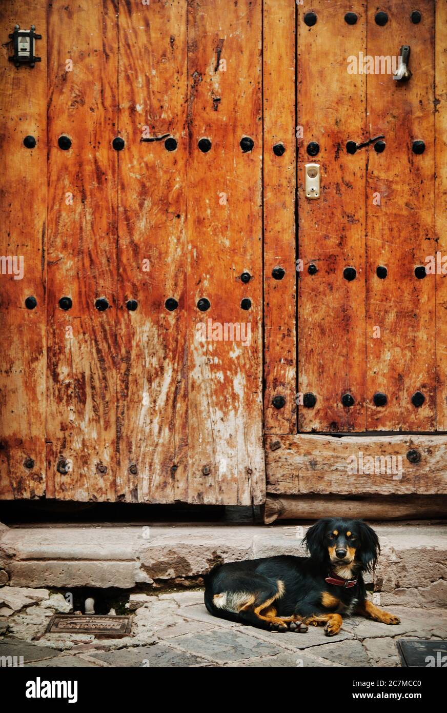 Street dog in front of an old wooden door, Cusco, Peru, South America ...