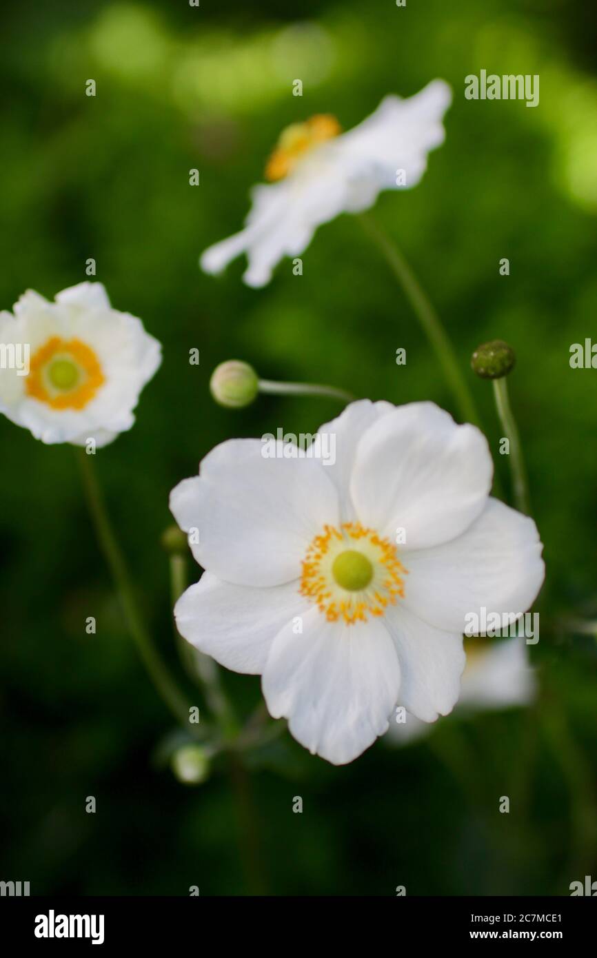 White and blue anemones flowers hi-res stock photography and images - Alamy