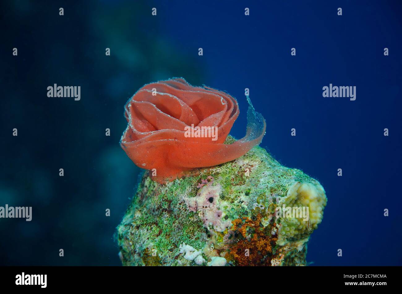 Coral Reef In Spanish at Marco Linder blog