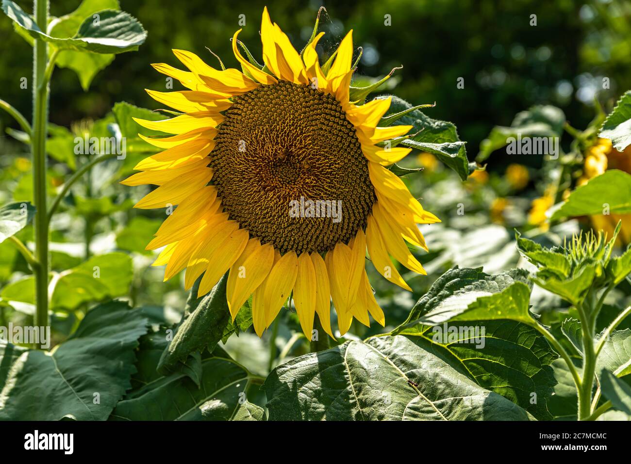The common sunflower is an annual plant with a large flower head ...