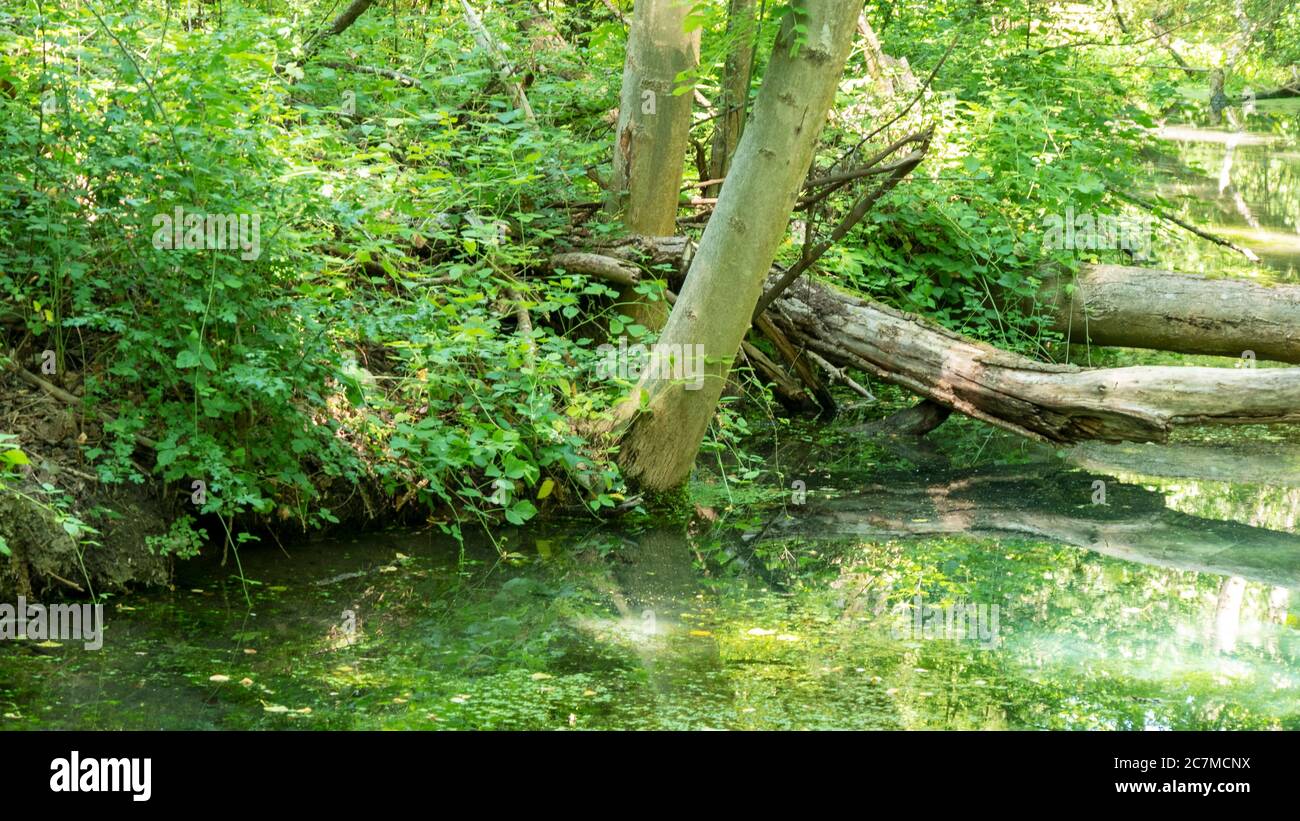 Summer idyll in the forest Stock Photo - Alamy