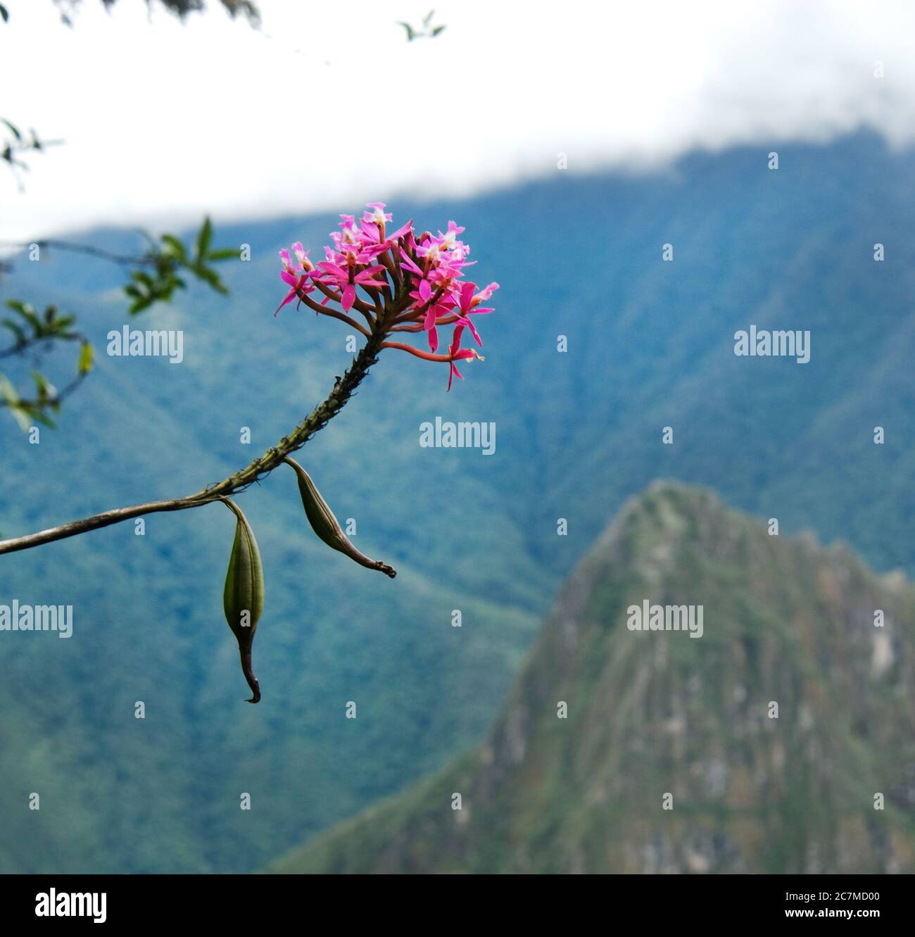 Pink flower growing in the Andes Mountains, Peru Stock Photo - Alamy