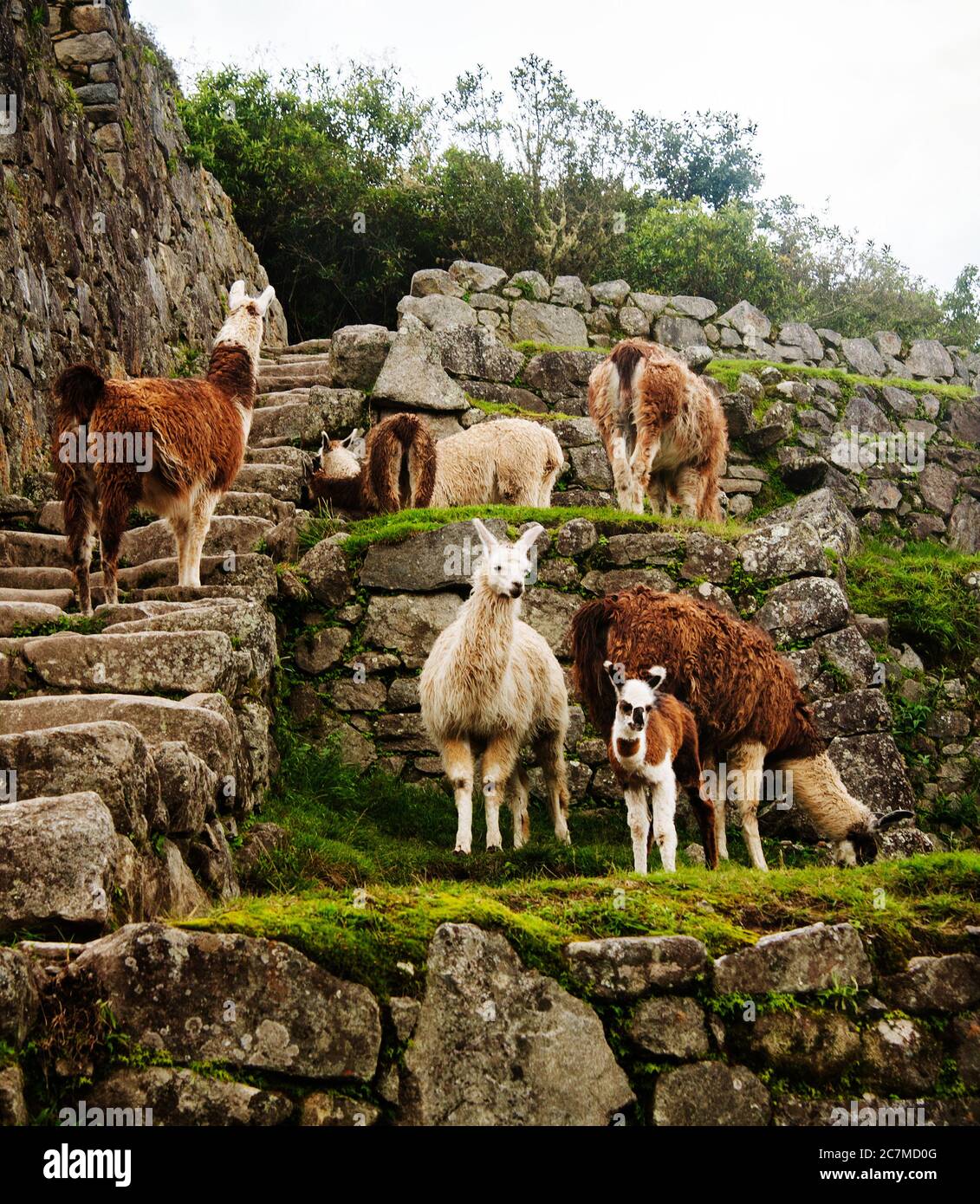 Machu picchu animal hi-res stock photography and images - Alamy