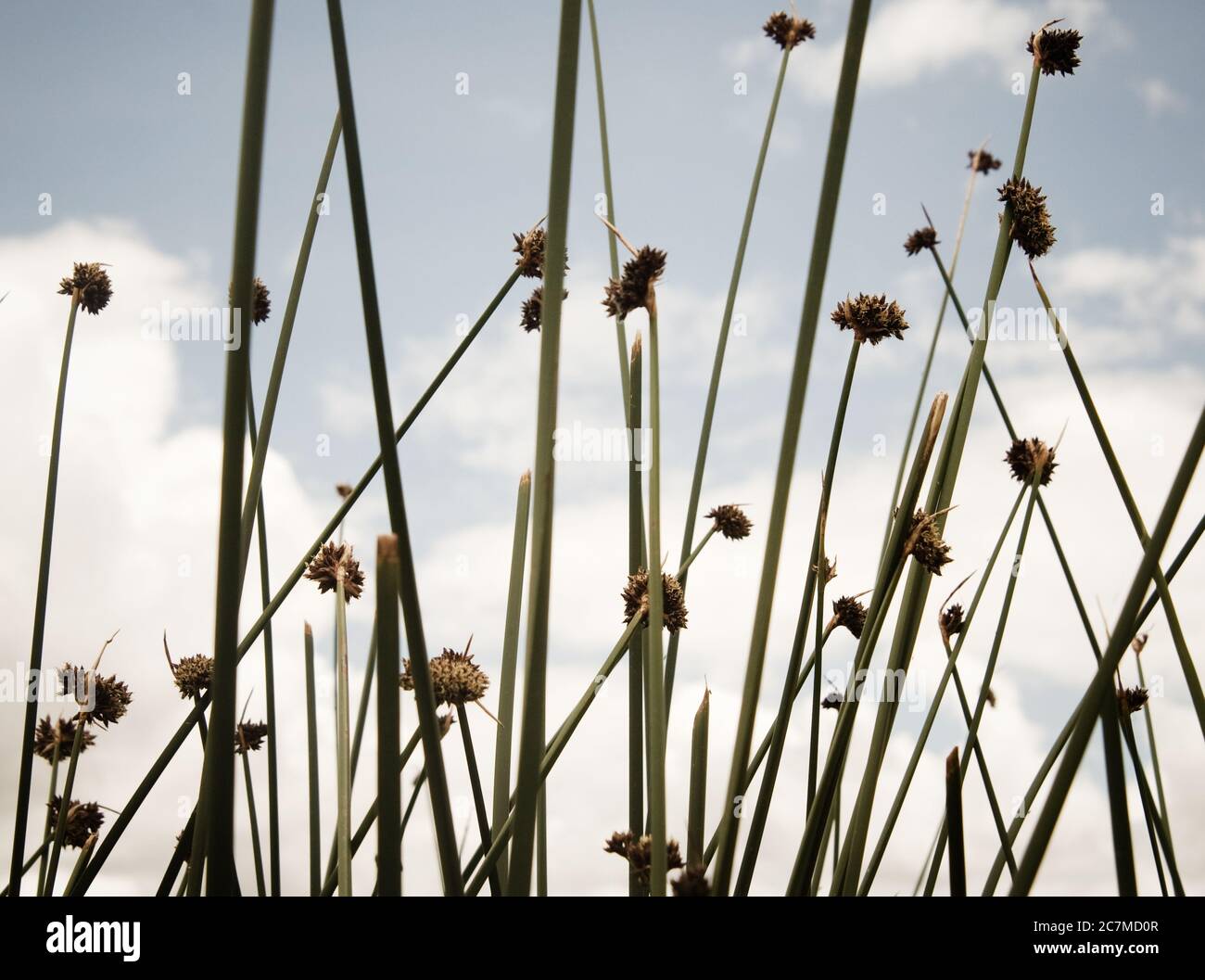 reeds in the water, reed islands, Lake Titicaca, Puno, Peru, South ...