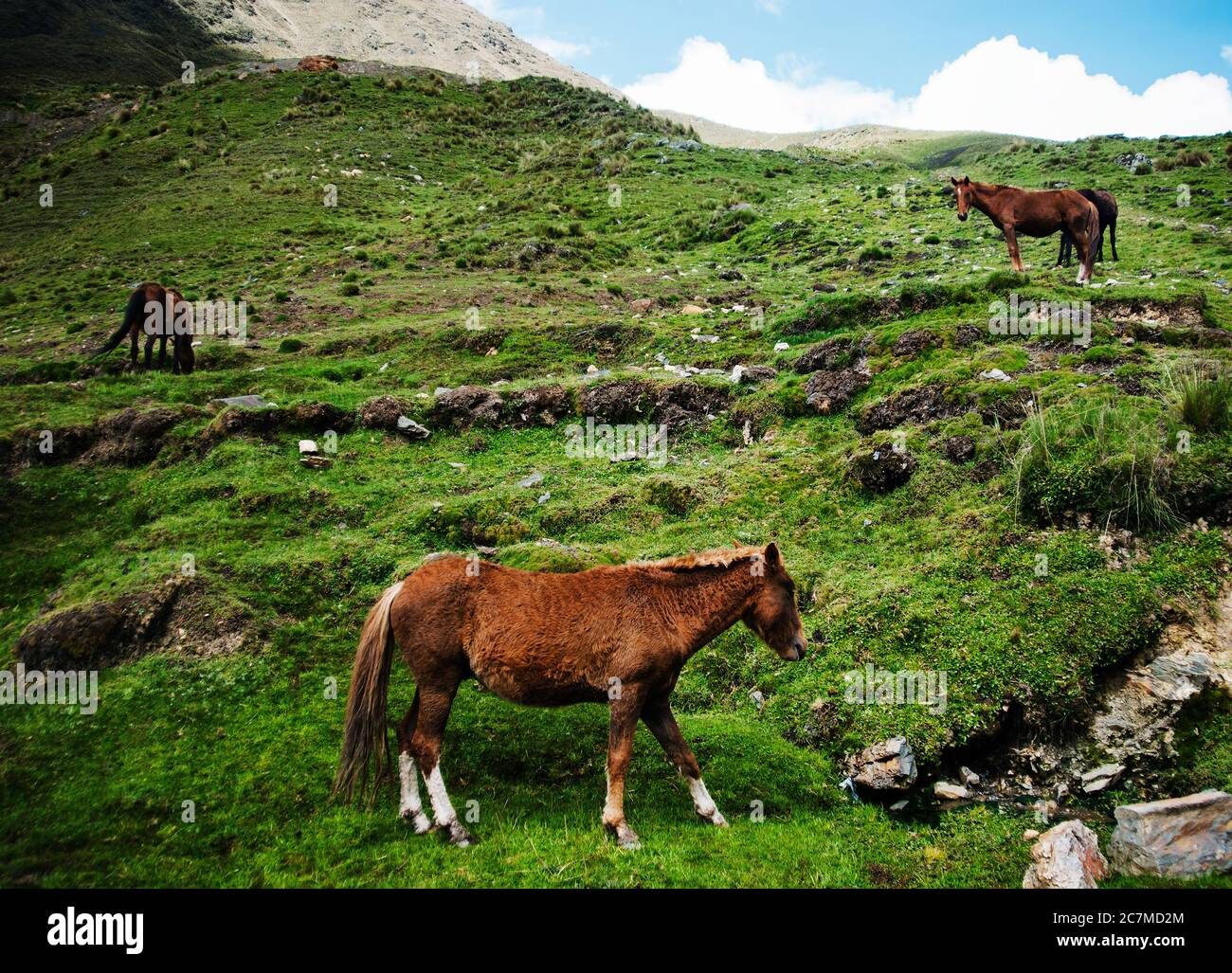 horses in the mountains, Chaullacocha vilage, Andes Mountains, Peru ...