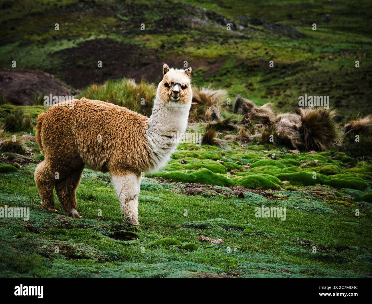 alpaca in the mountains in Chaullacocha village, Andes Mountains, Peru ...