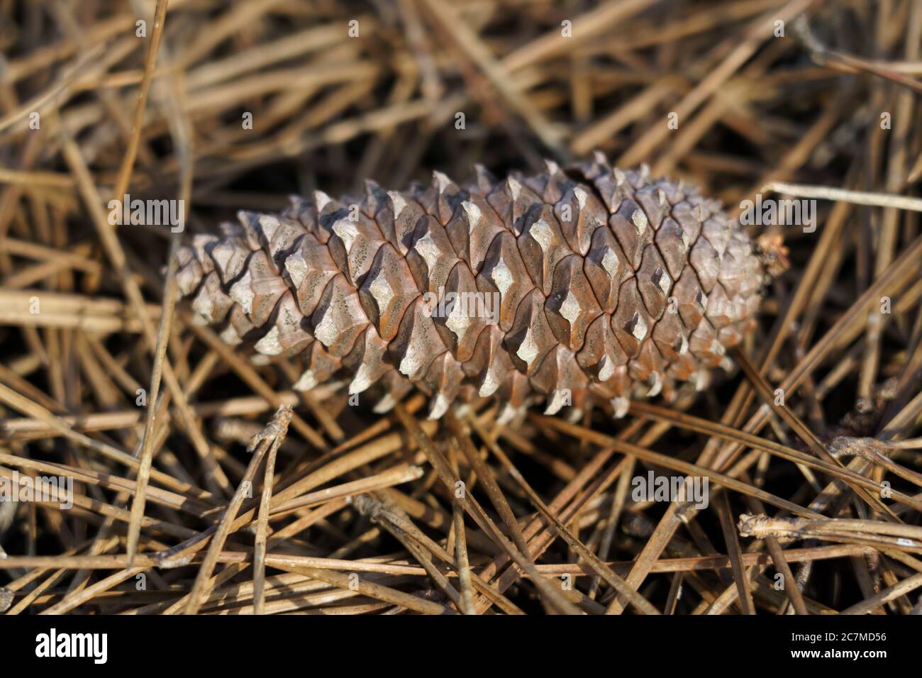 High angle shot of a cone laid in a ground of pine tree needles Stock ...
