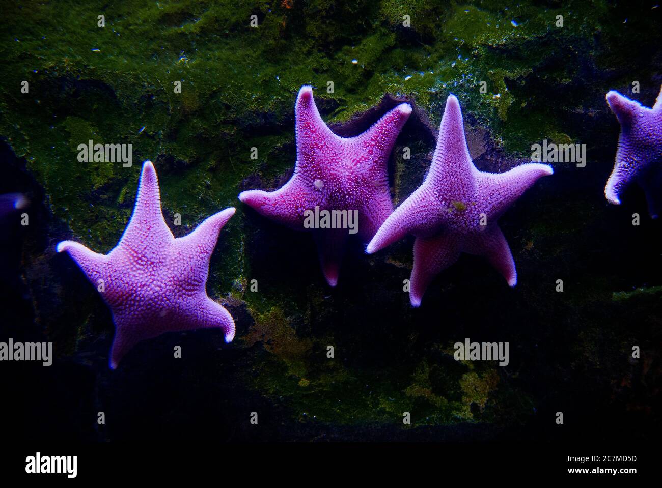 Purple star fish hi-res stock photography and images - Alamy