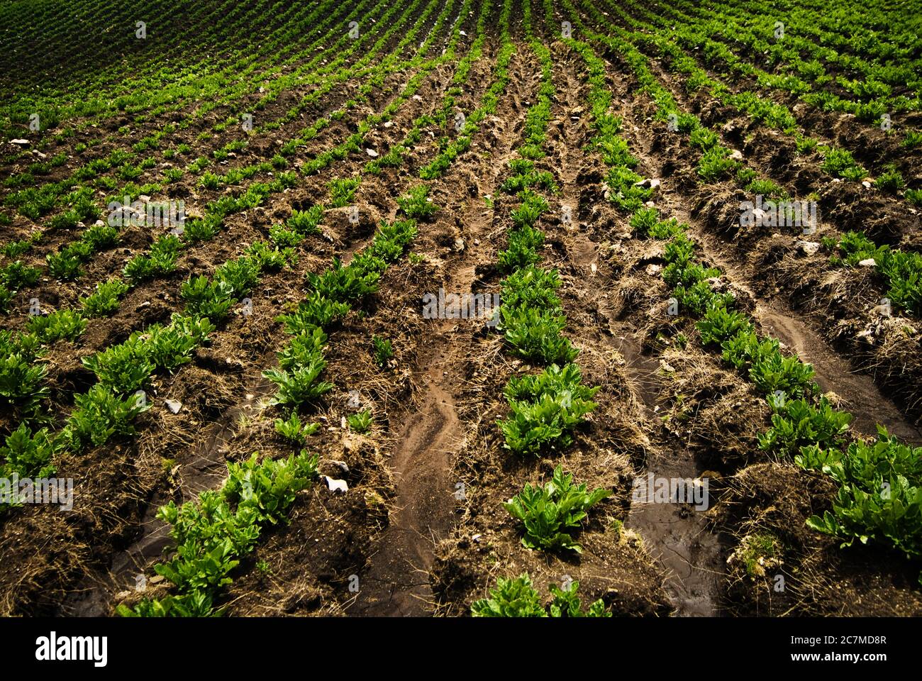 Potato crops in Chaullacocha village, Andes Mountains, Peru, South ...