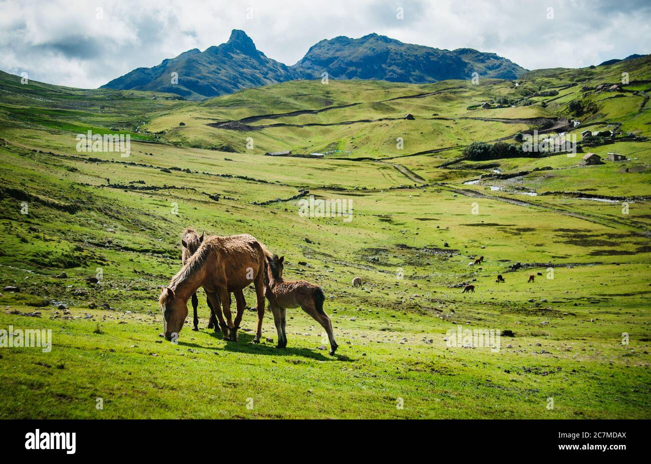 horses in the mountains, Chaullacocha vilage, Andes Mountains, Peru ...