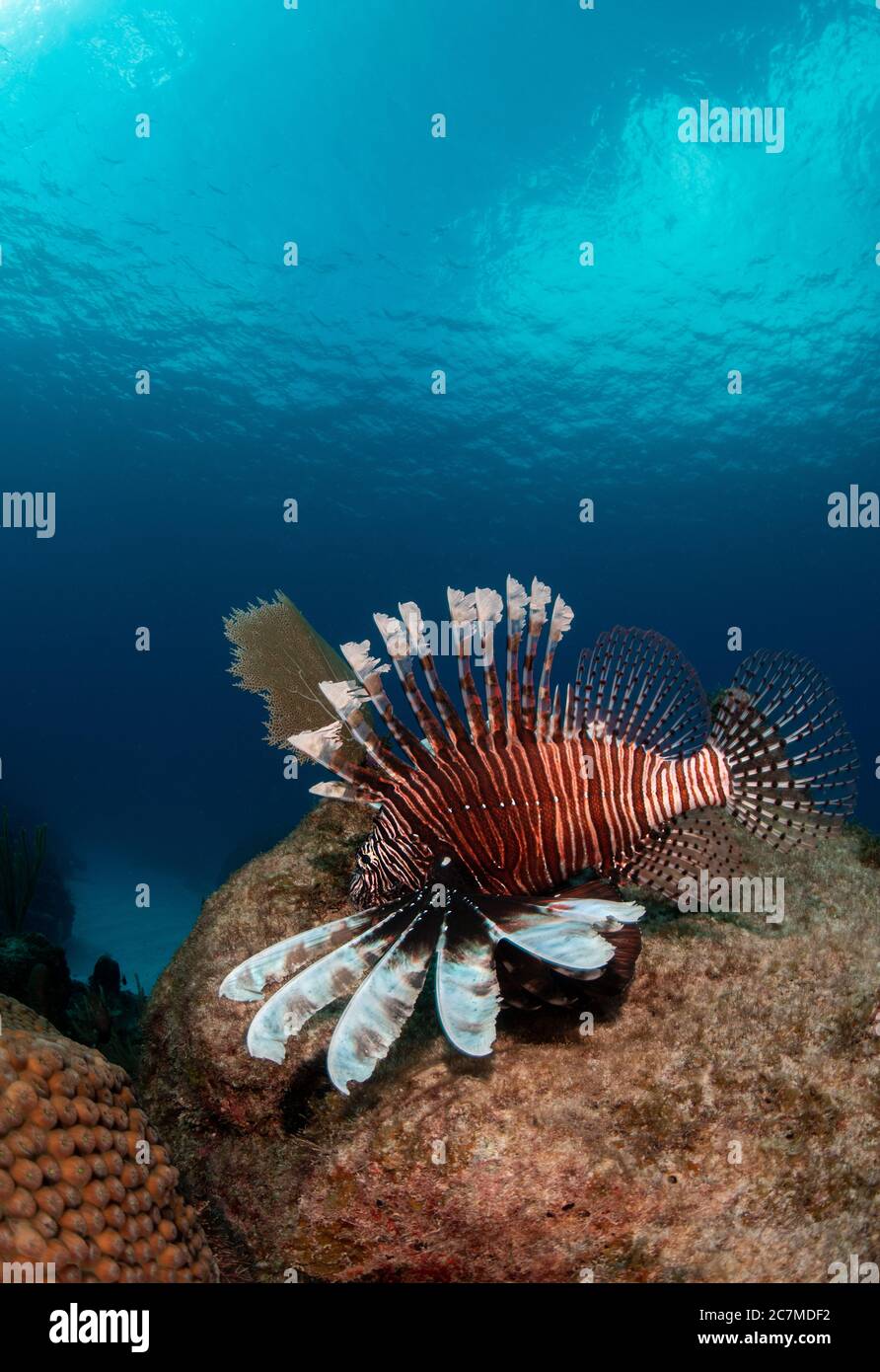 Vertical closeup shot of a stripped exotic tropical fish swimming deep ...