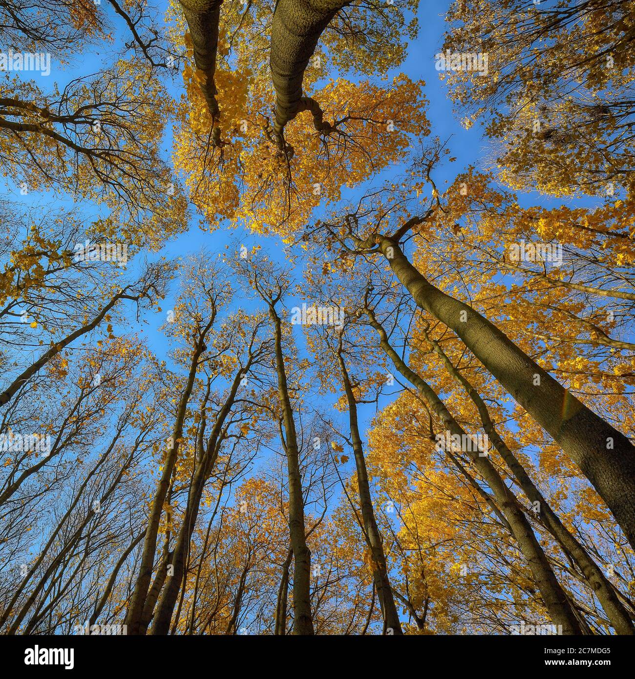 Colorful autumn trees in forest. view from below Stock Photo - Alamy
