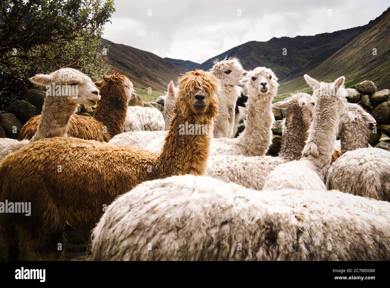 Group of alpaca in the mountains, Chaullacocha village, Andes Mountains ...