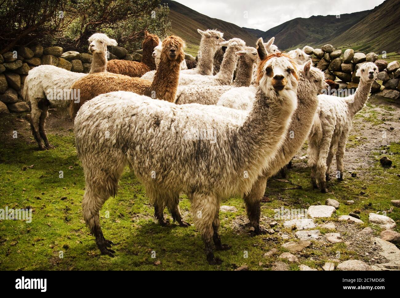 Group of alpaca in the mountains, Chaullacocha village, Andes Mountains ...