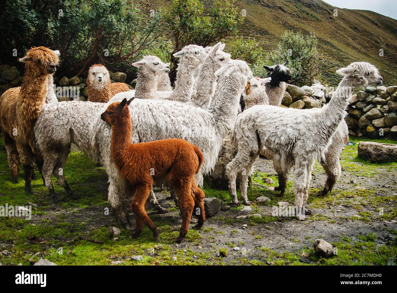 Group of alpaca in the mountains, Chaullacocha village, Andes Mountains ...