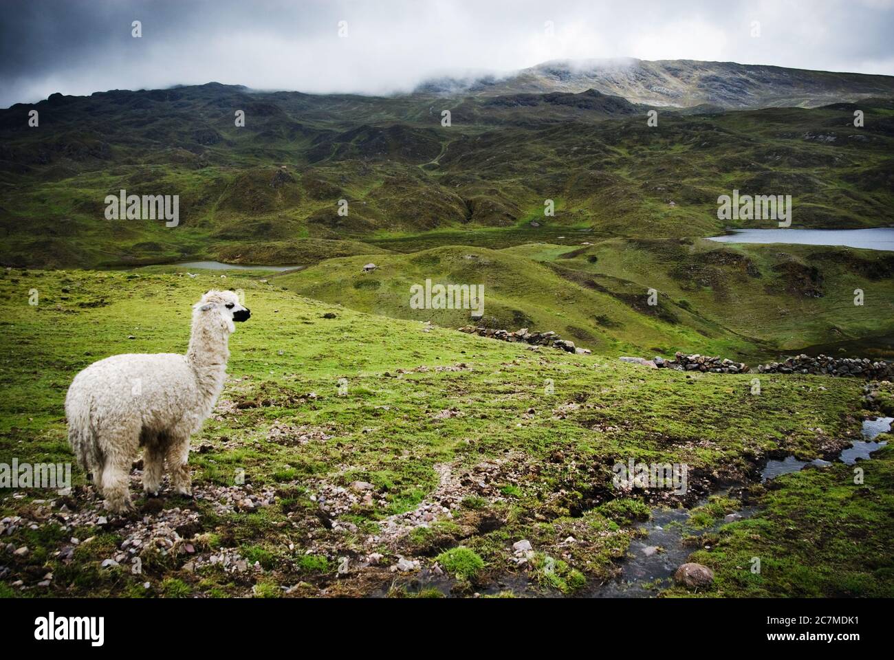 alpaca in the mountains in Chaullacocha village, Andes Mountains, Peru ...