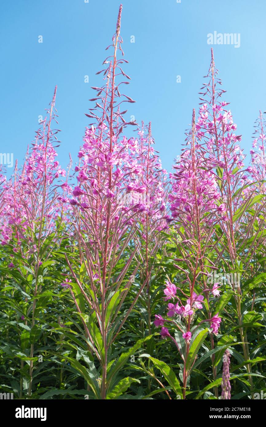 Rosebay willowherb hi-res stock photography and images - Alamy