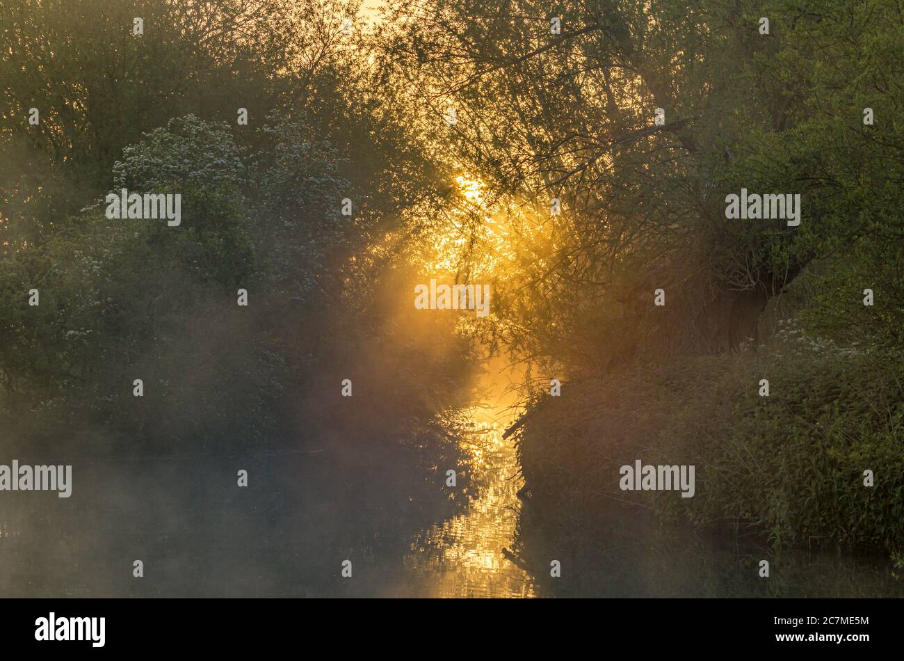Grantchester Meadows at dawn Stock Photo - Alamy