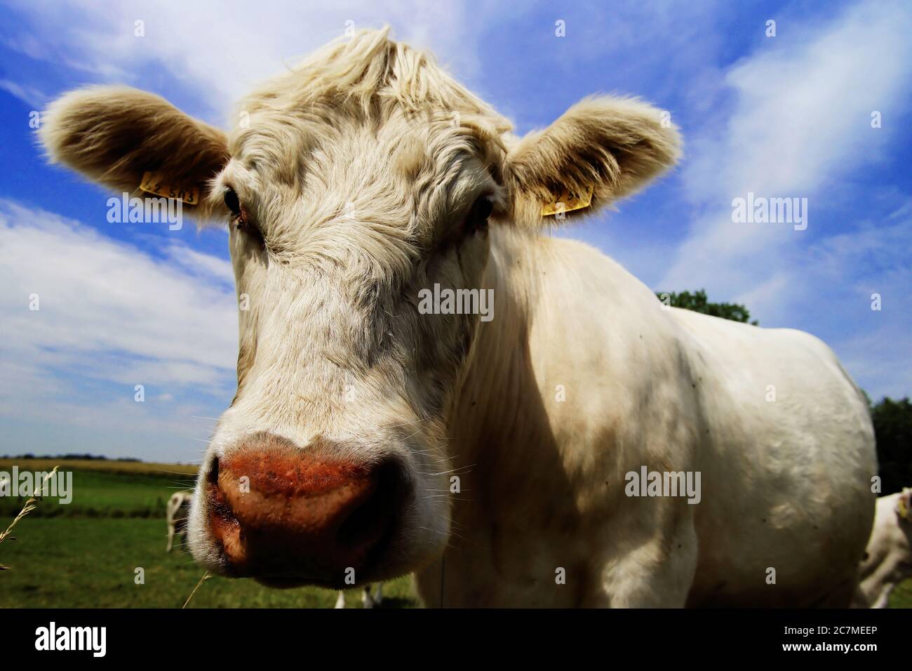 Outline of a dairy cow hi-res stock photography and images - Alamy