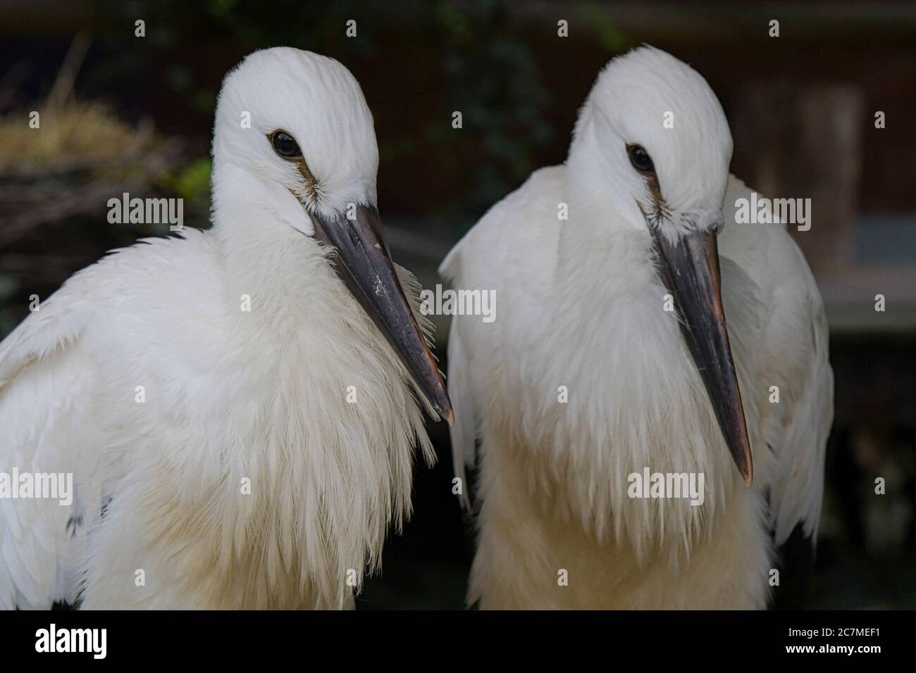 Stork bird in forest hi-res stock photography and images - Alamy