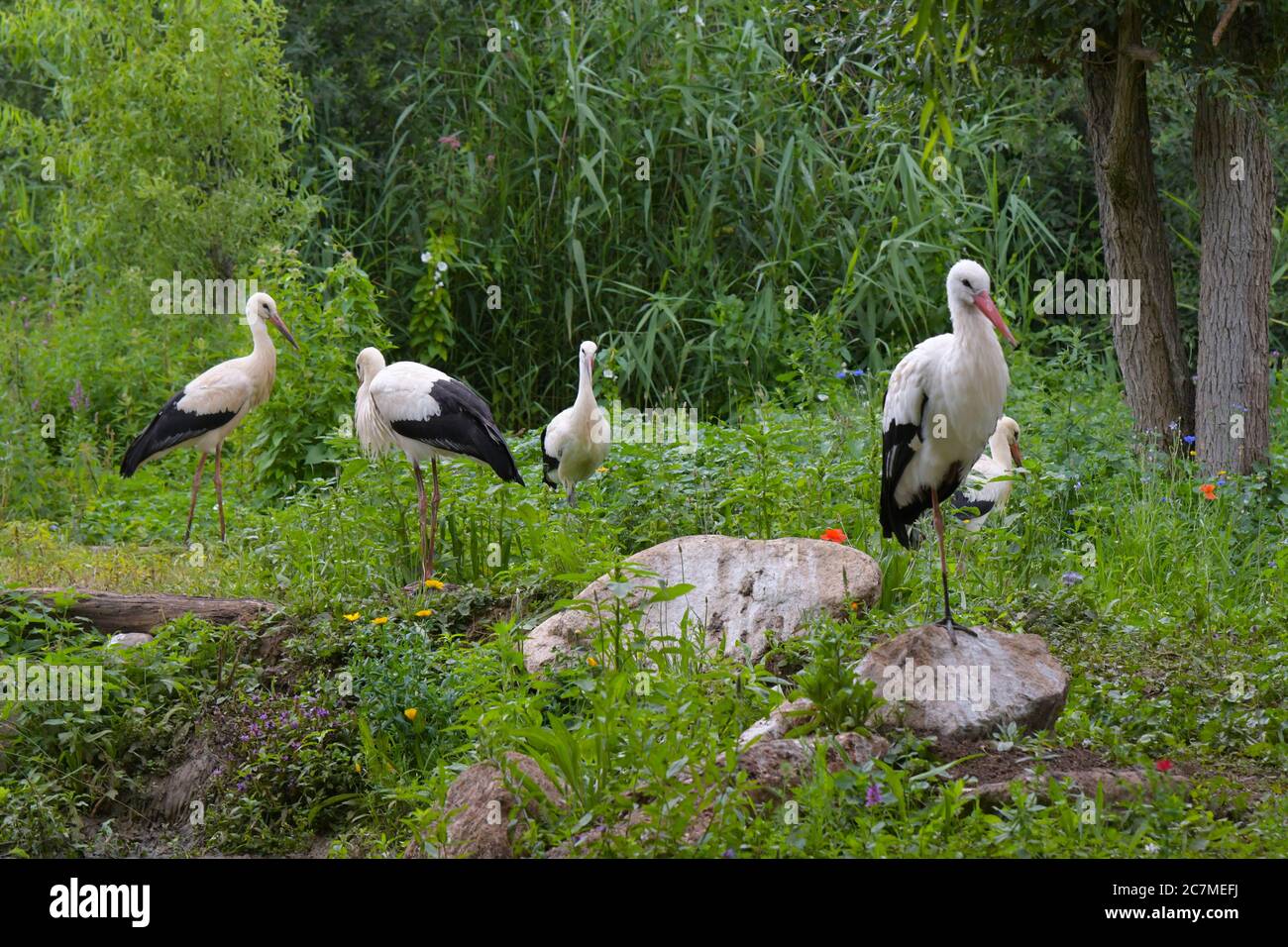 storks in plain nature in alsace in france Stock Photo - Alamy