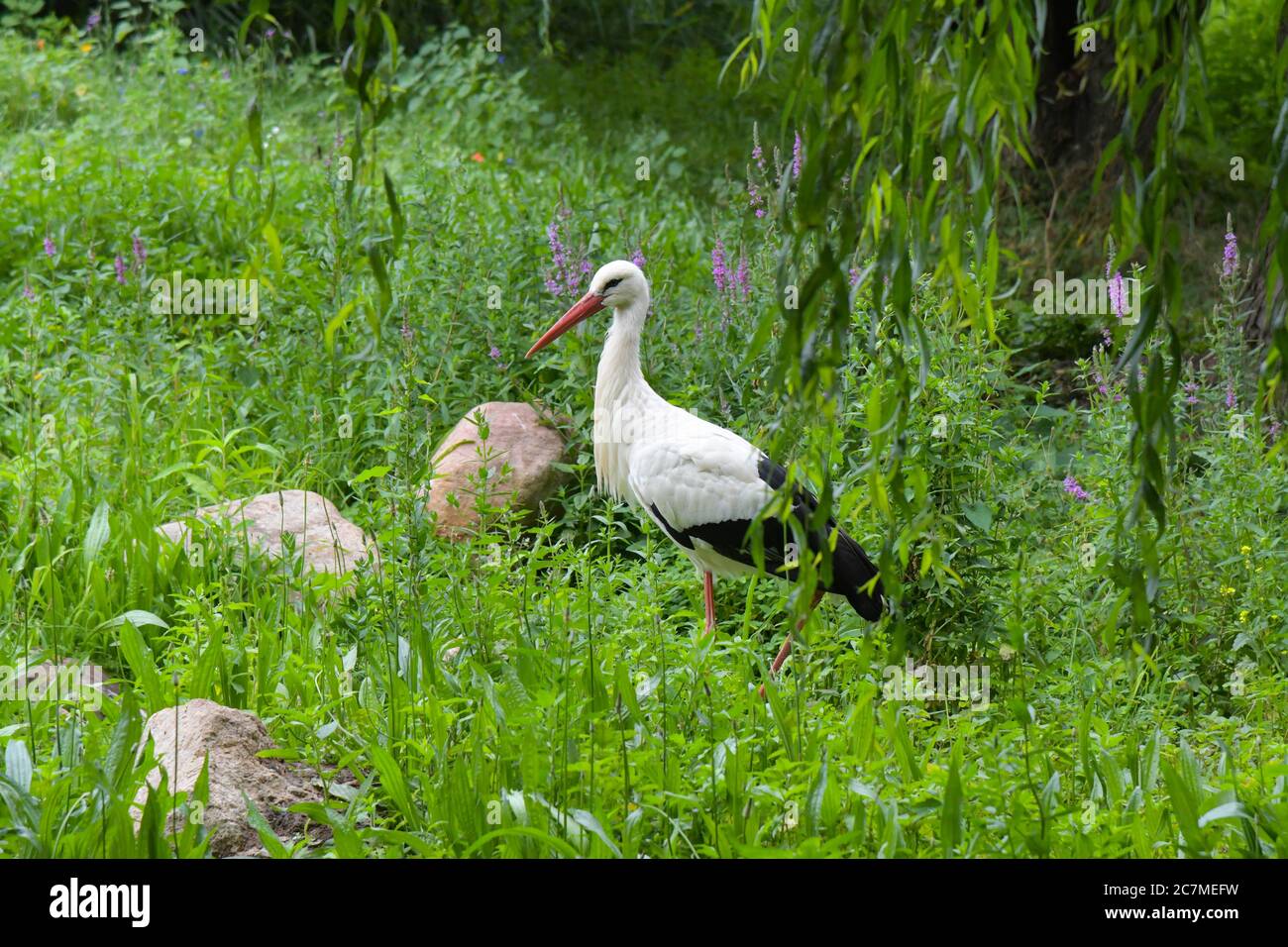 storks in plain nature in alsace in france Stock Photo - Alamy