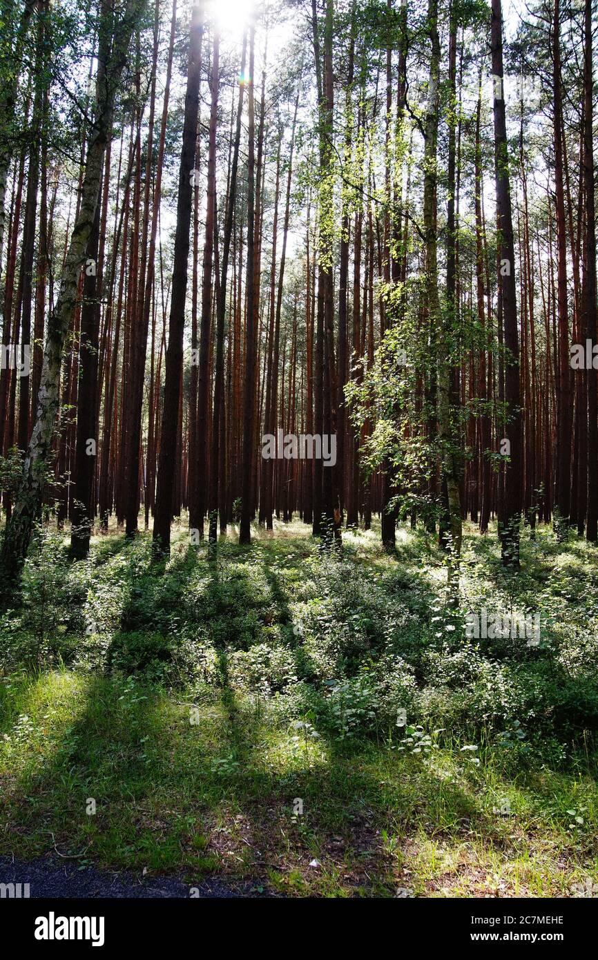 Vertical shot of tall skinny trees in a forest on a daylight Stock ...