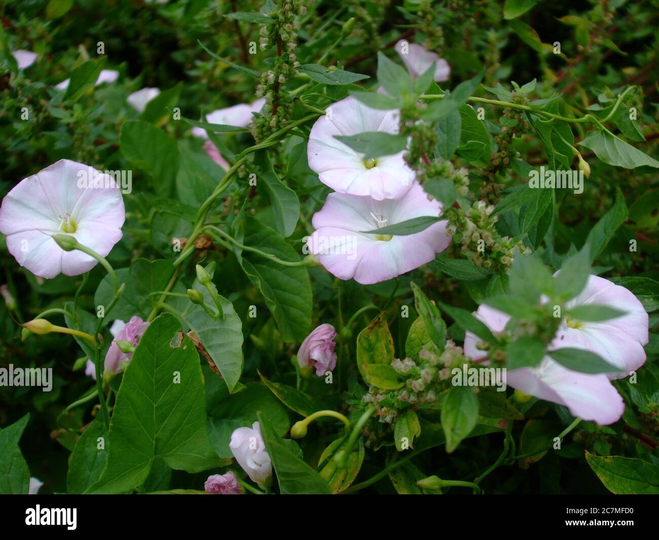 Moonflower vines hi-res stock photography and images - Alamy