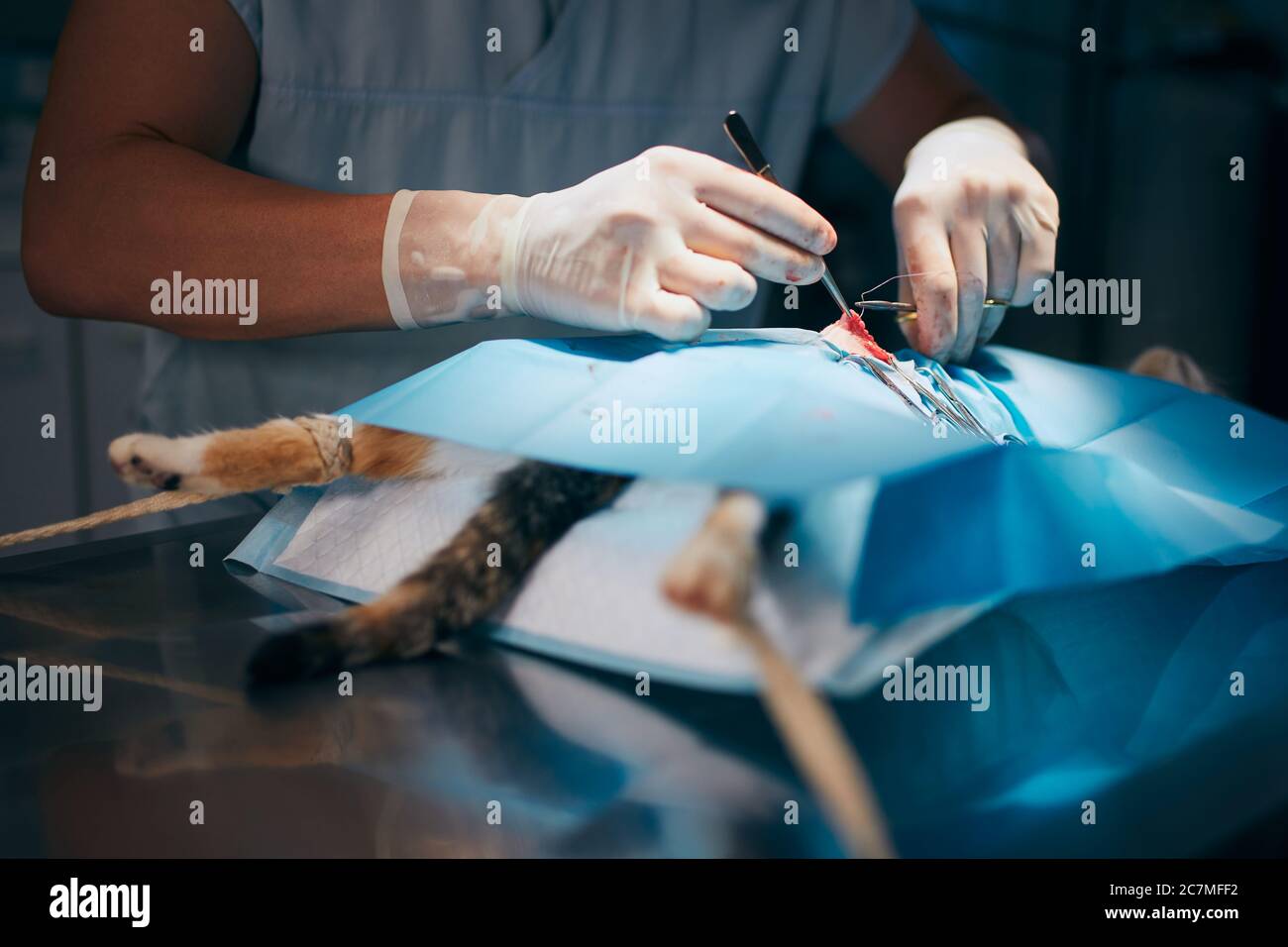Animal hospital cat at vet operation hi-res stock photography and ...