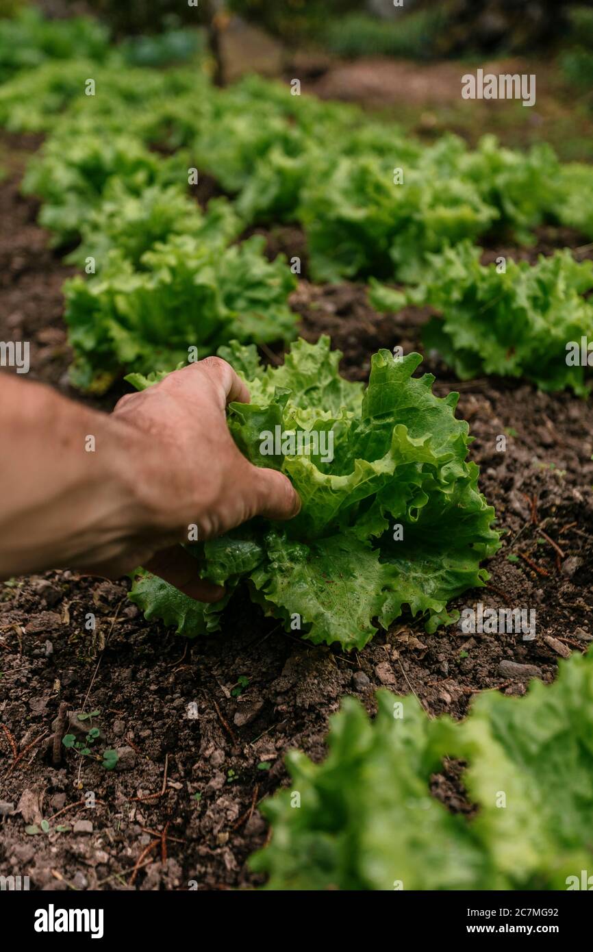 A man's hand picking a salad in a small organic plantation Stock Photo ...