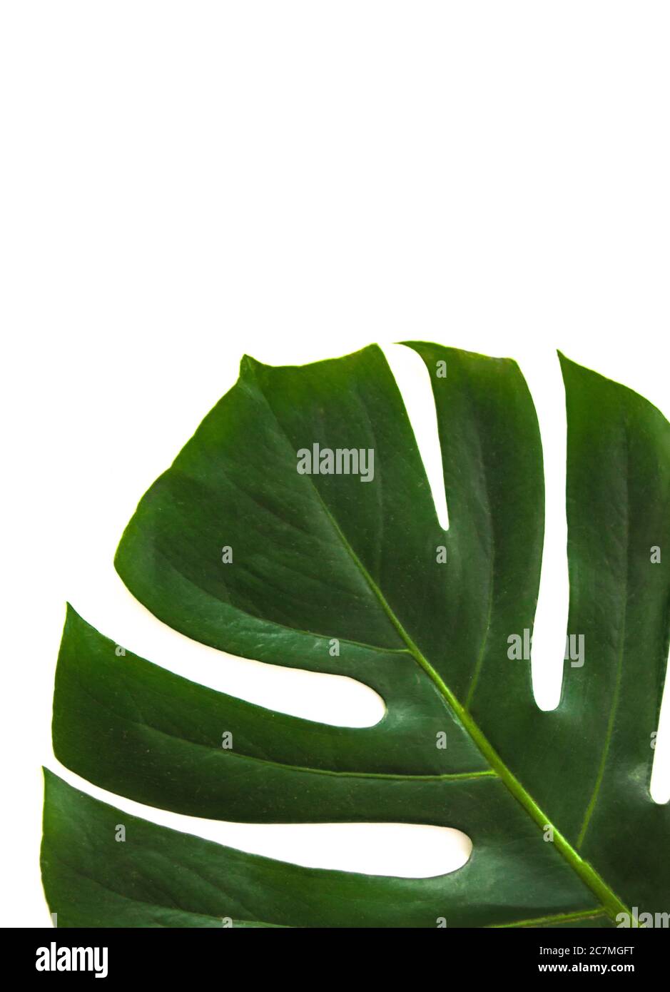 Beautiful vertical shot of a bush leaf with white background Stock ...