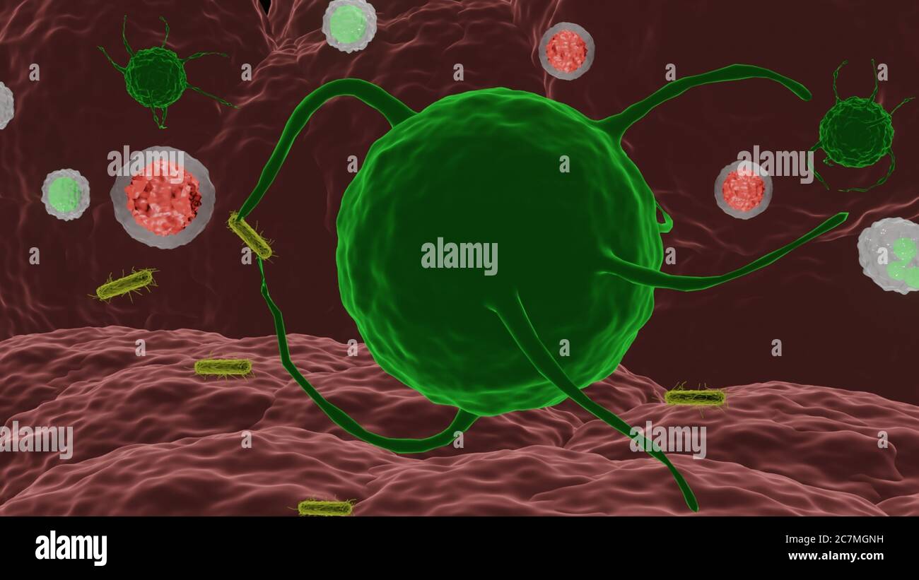 Phagocytosis Of Bacteria