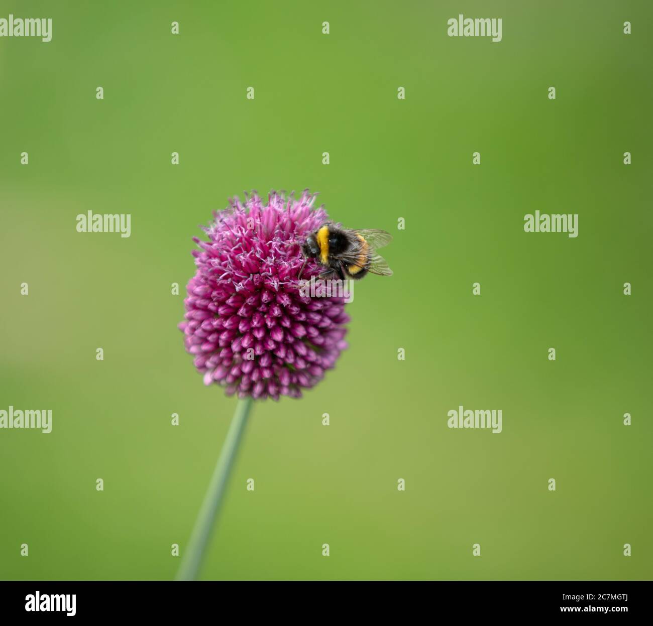 Allium sphaerocephalon bulbs hi-res stock photography and images - Alamy
