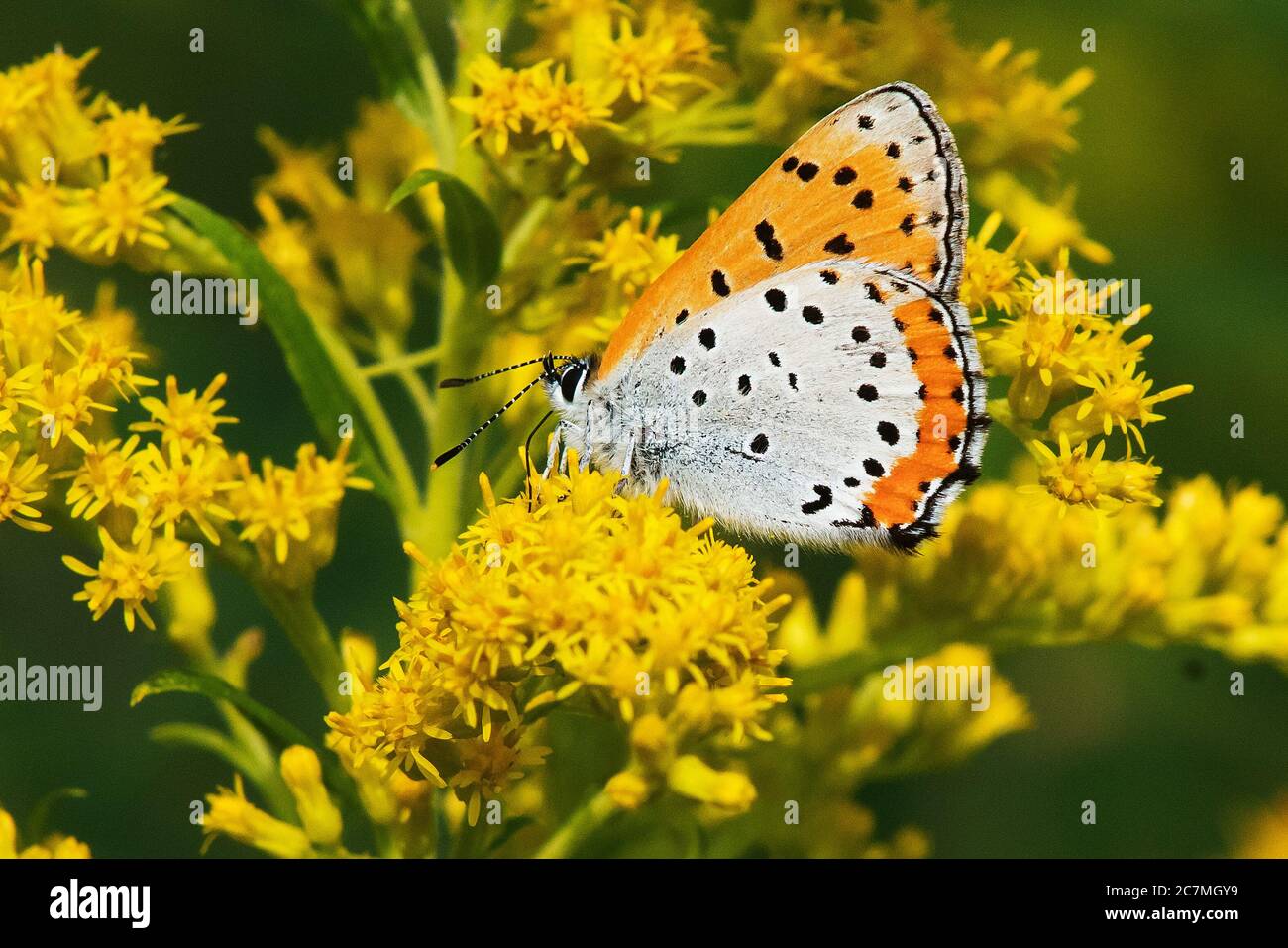 Bronze copper butterfly hi-res stock photography and images - Alamy