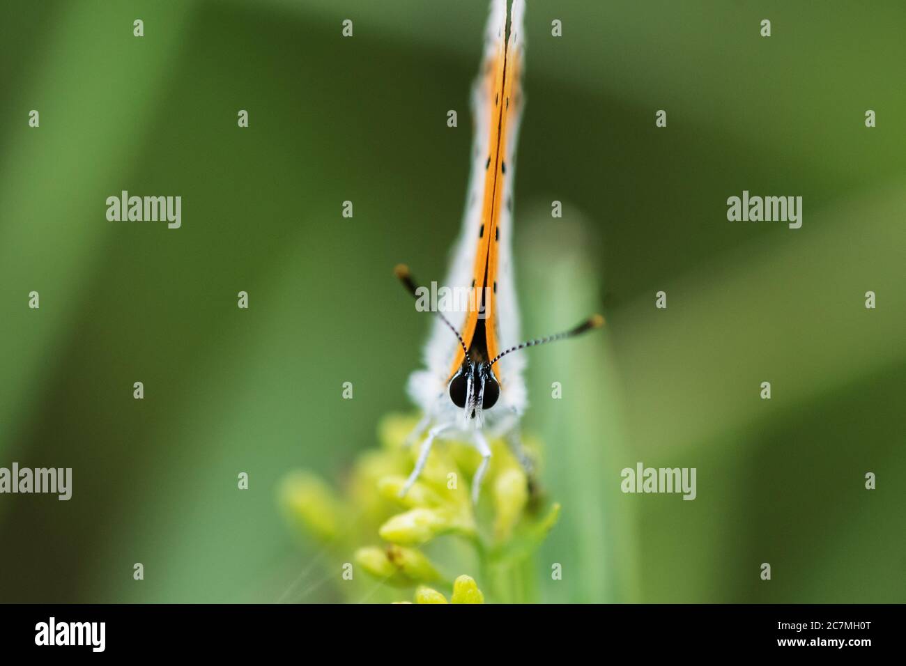 Bronze insect hi-res stock photography and images - Alamy