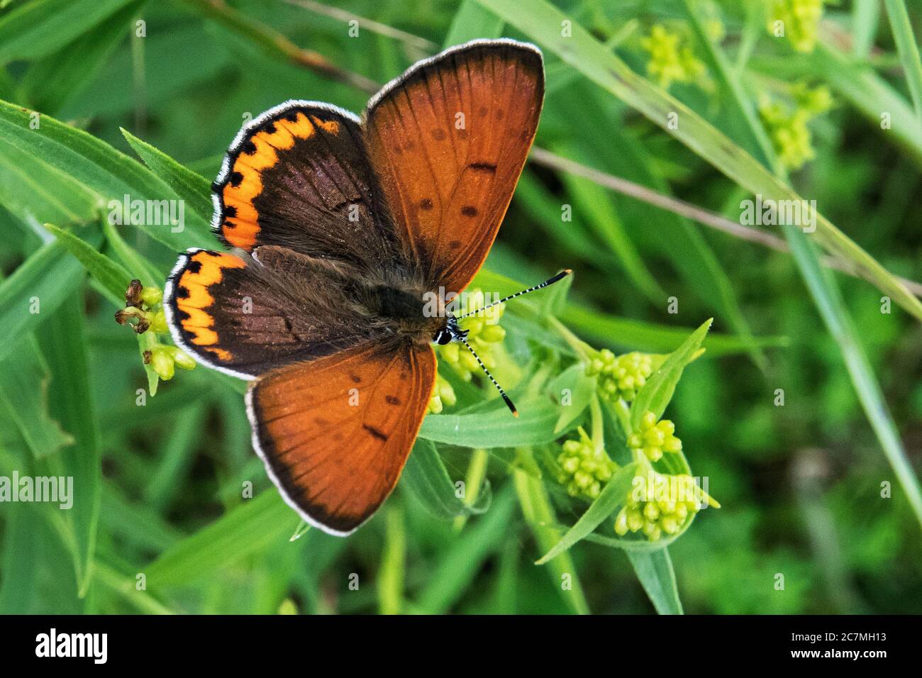 Bronze copper butterfly hi-res stock photography and images - Alamy