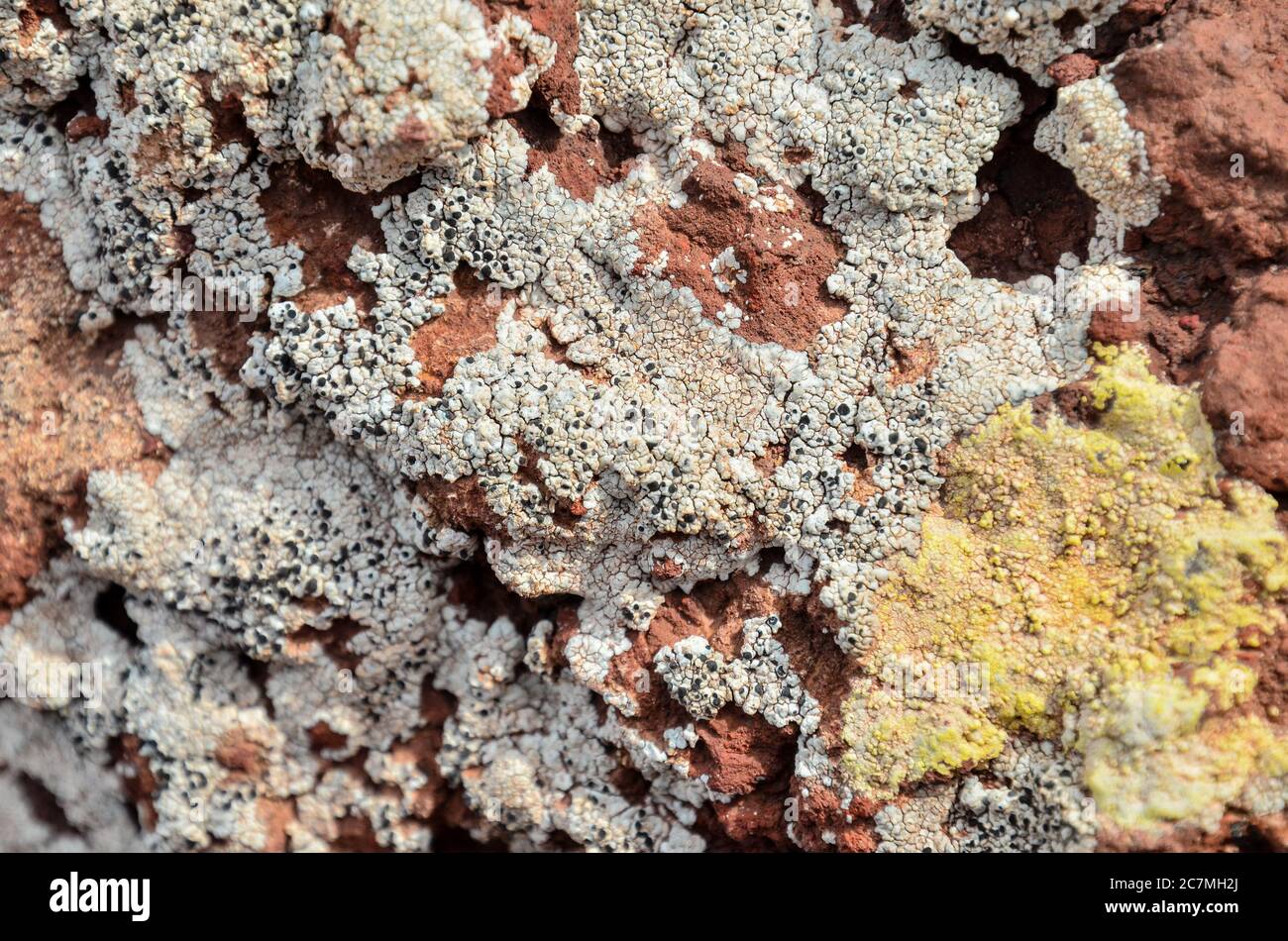 Lichen Texture Pattern Background on the Floor Stock Photo - Alamy