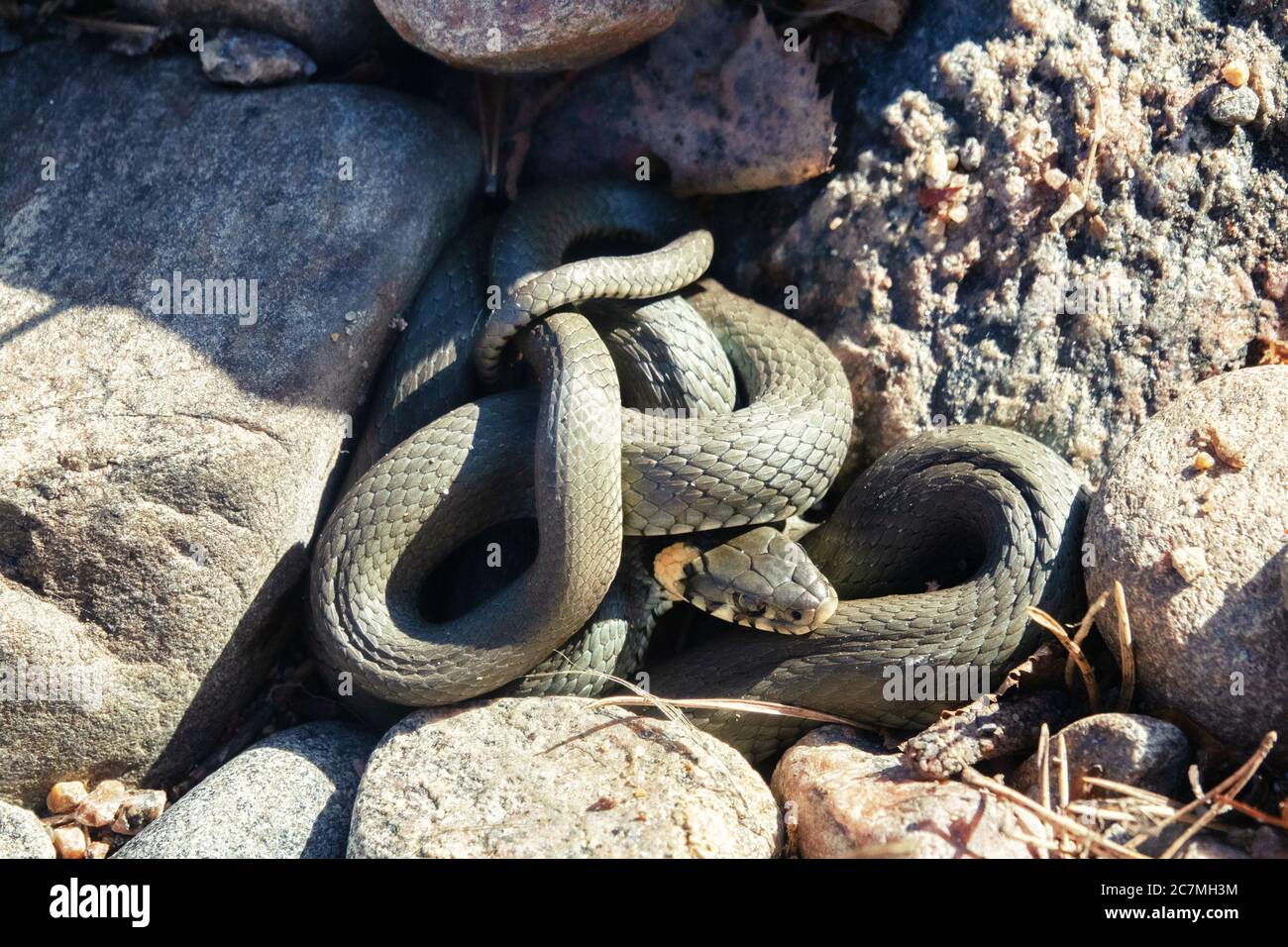 Common Grass-snake (Natrix natrix) from the East Baltic sea coast ...