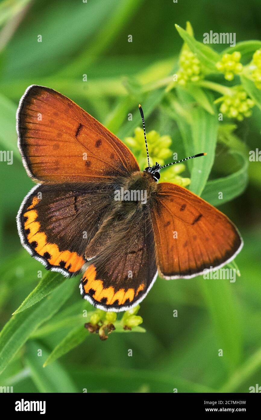 Bronze copper butterfly hi-res stock photography and images - Alamy