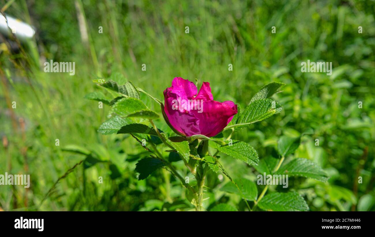 Wild red rose in the forest. Flower in a clearing in green Stock Photo ...