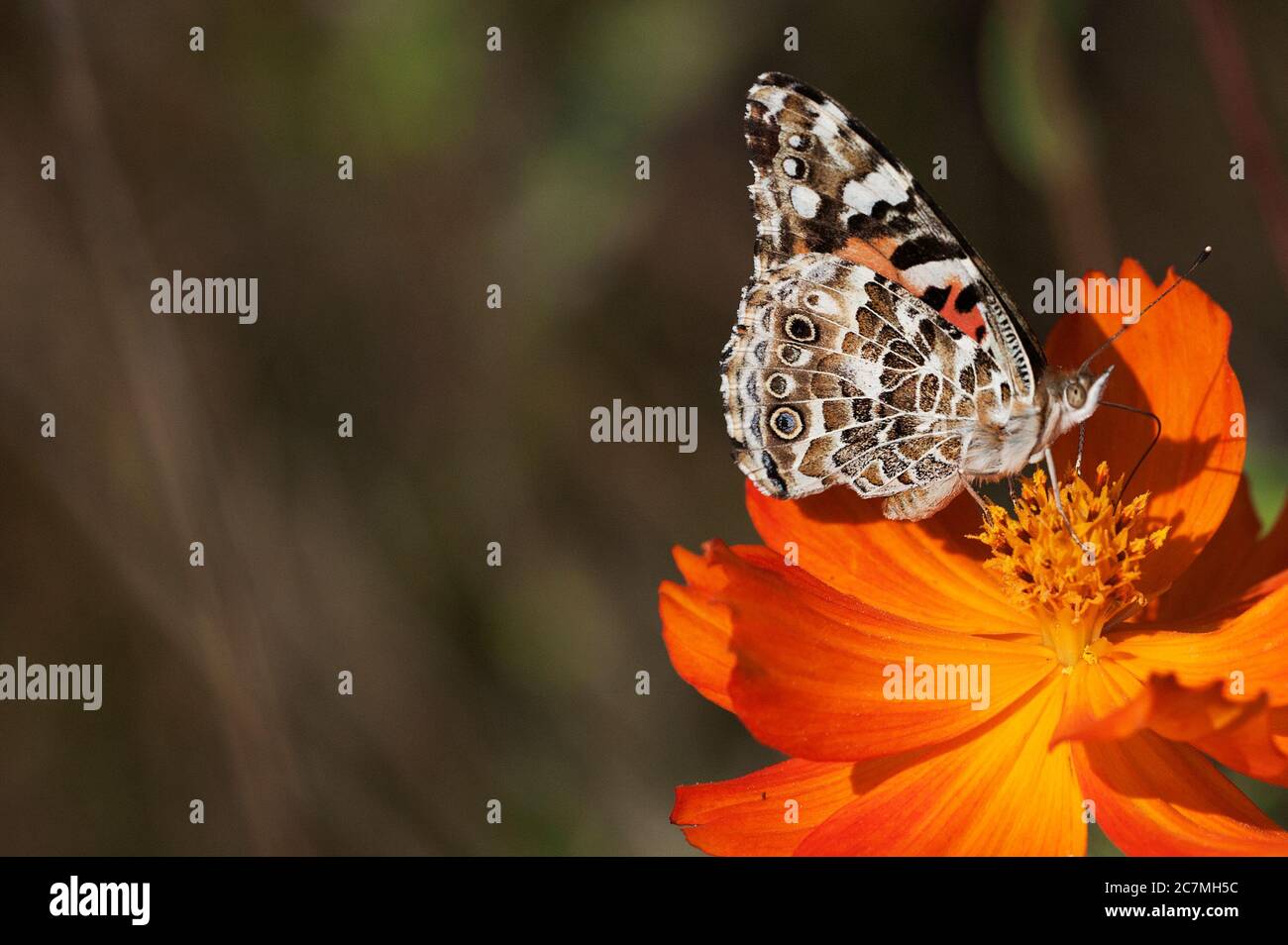 Painted lady butterfly Stock Photo - Alamy