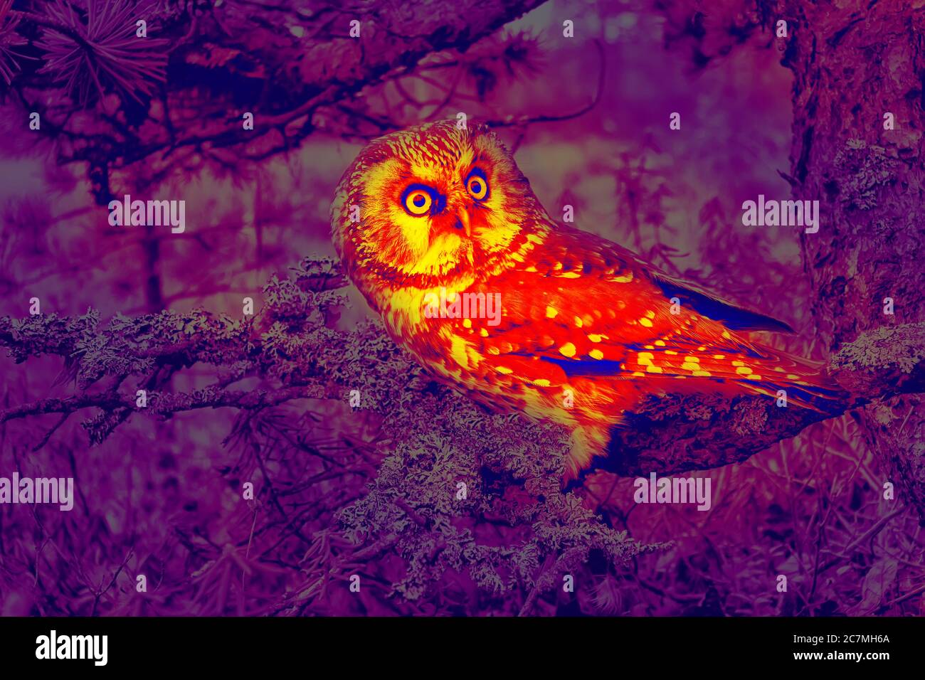Owl bird close-up in scientific high-tech thermal imager Stock Photo ...