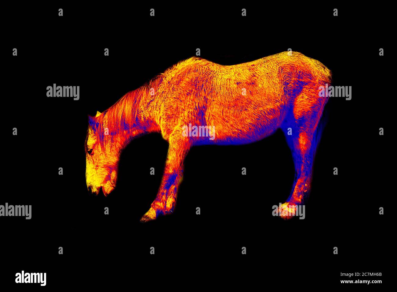 Horse in scientific high-tech thermal imager on black background ...