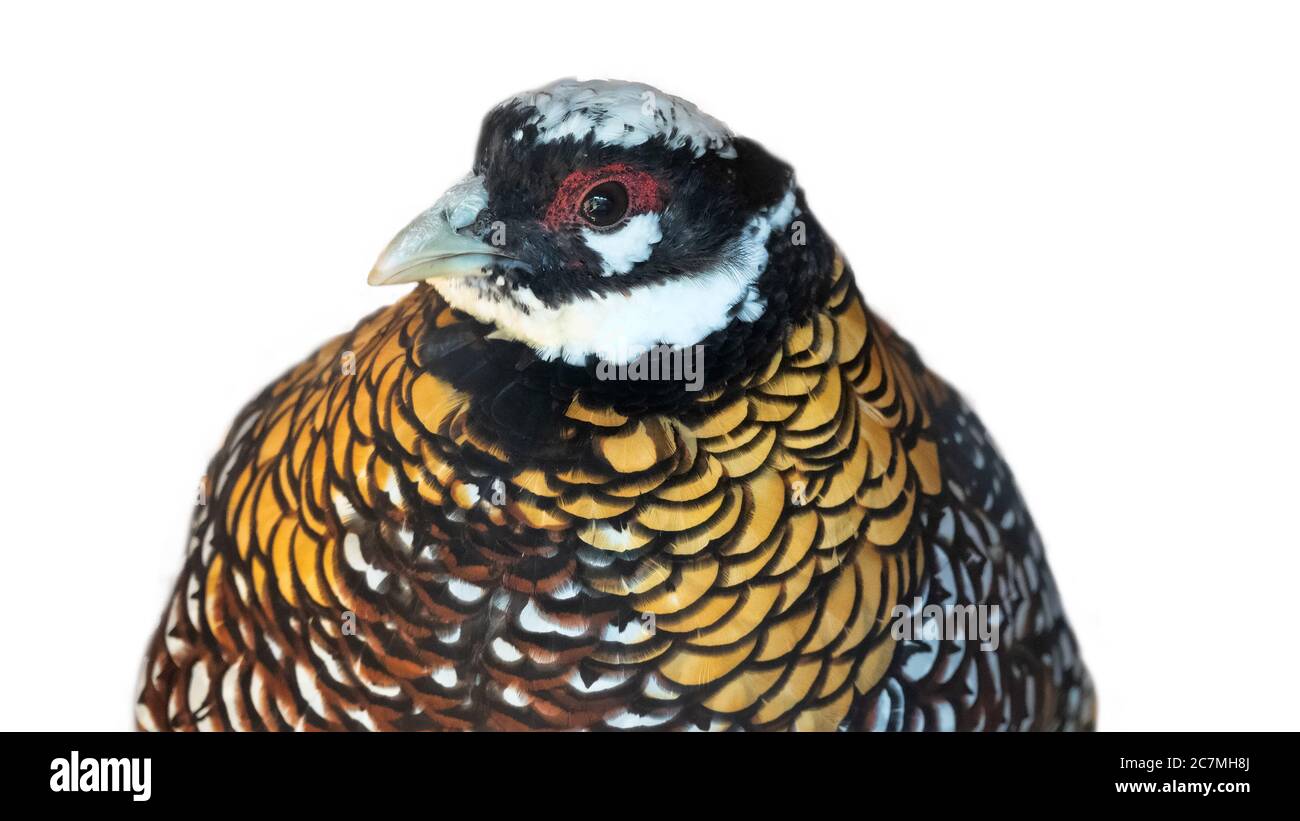 Waist Portrait of Reeve's Pheasant (Syrmaticus reevesii, male) is ...