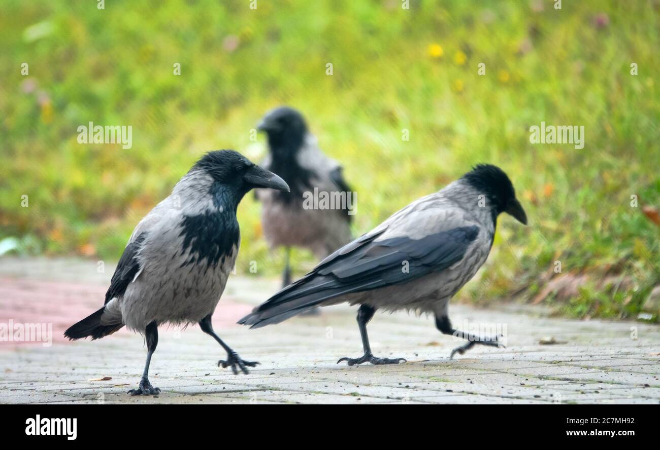 The Intriguing Behavior of Hooded Crows Insights into their Social ...