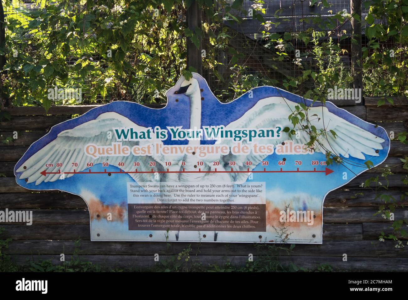 Trumpeter swan sign at Wye marsh in Ontario Canada Stock Photo - Alamy